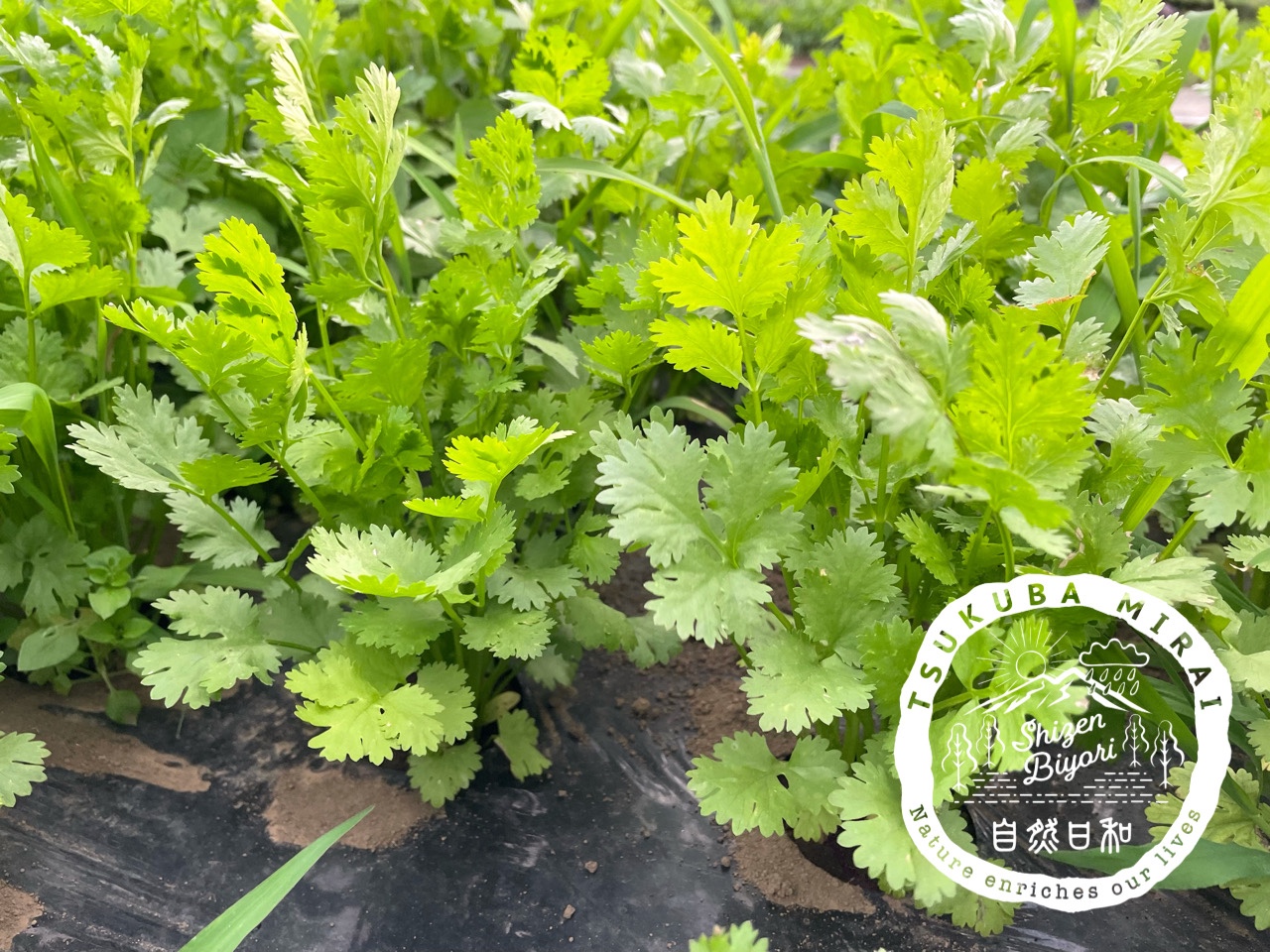 Vegetables available from July 31 to August 1, 2021♪ – 自然日和 Shizenbiyori