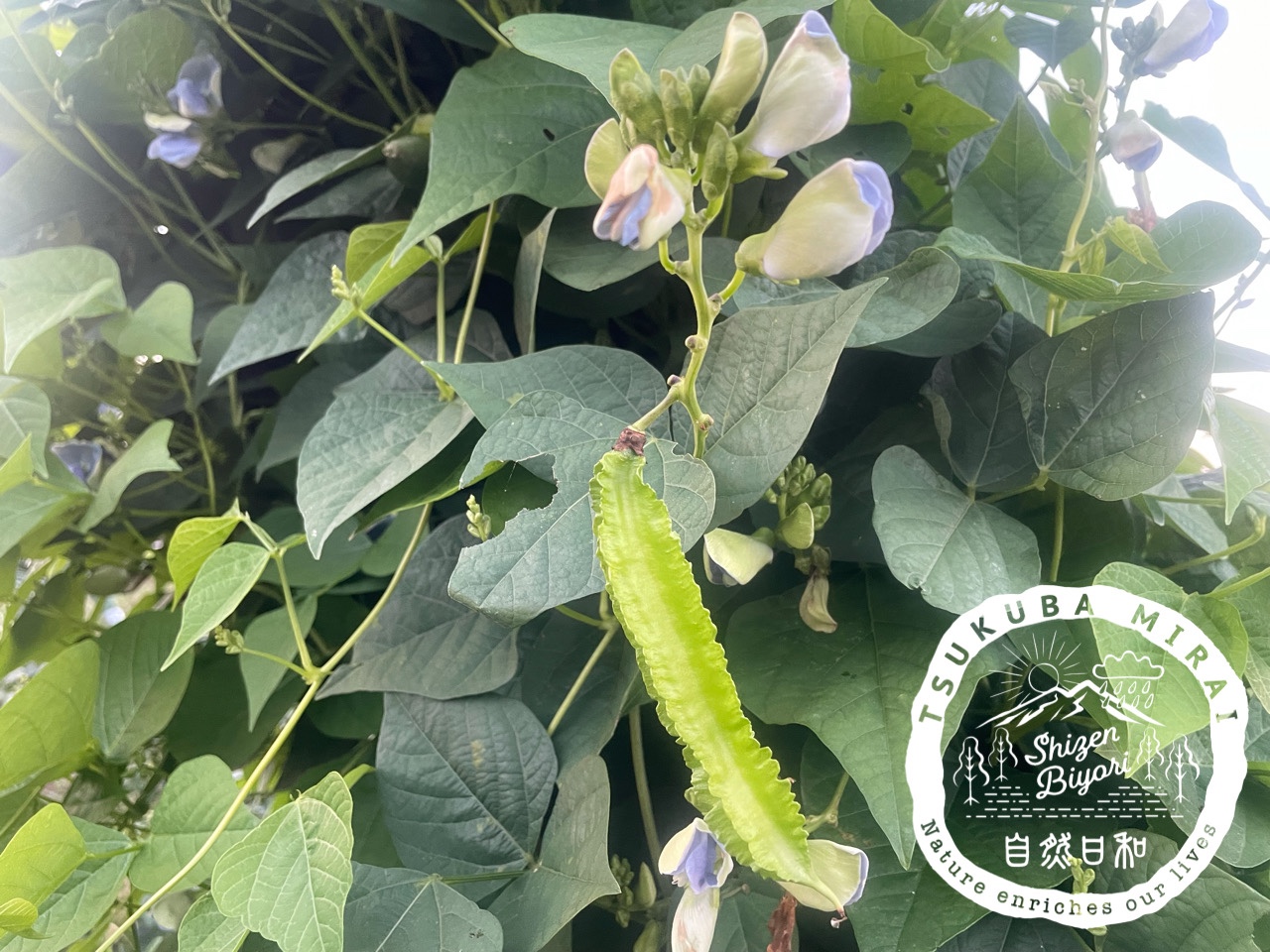 Vegetable ♪ that can be served from November 6-7, 2021 – 自然日和 Shizenbiyori